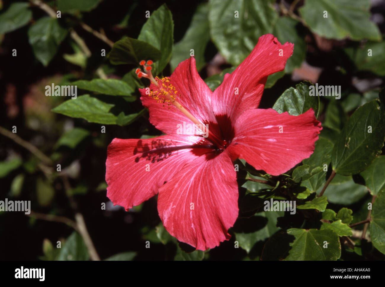 Red Hibiscus flower Okinawa Japan Stock Photo - Alamy