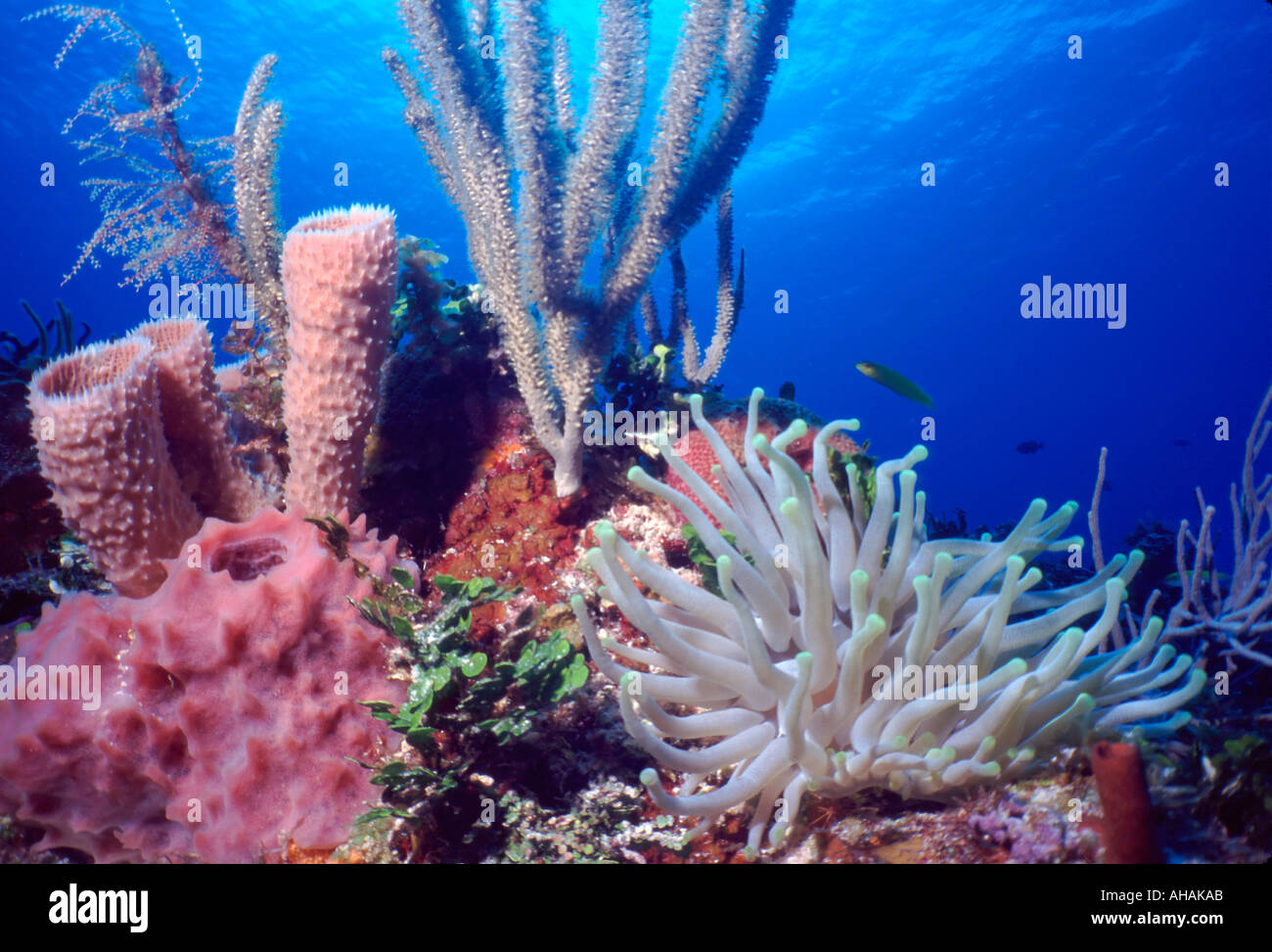 A Caribbean coral reef scene in vibrant color Stock Photo - Alamy