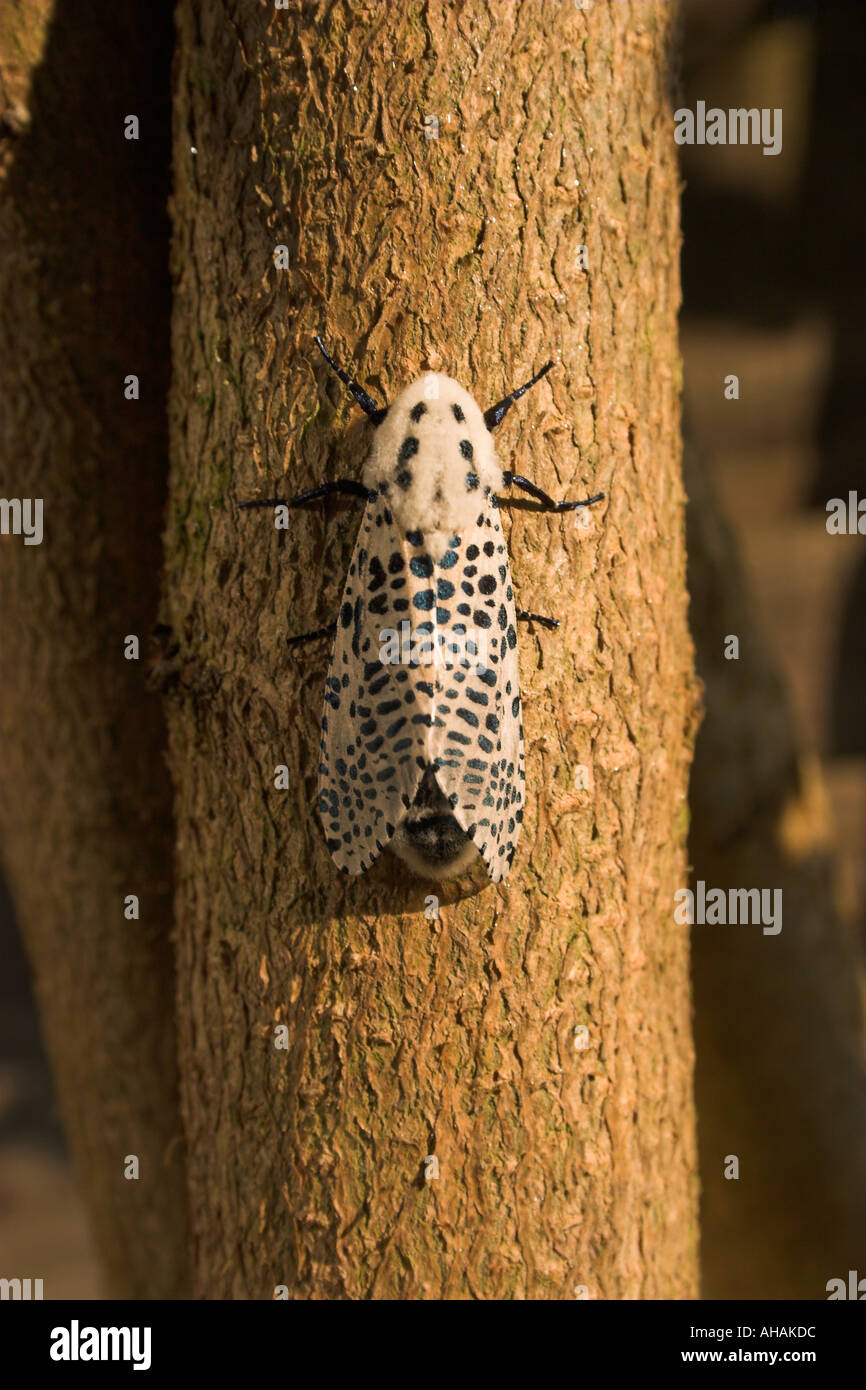 White ermine moth caterpillar hi-res stock photography and images - Alamy