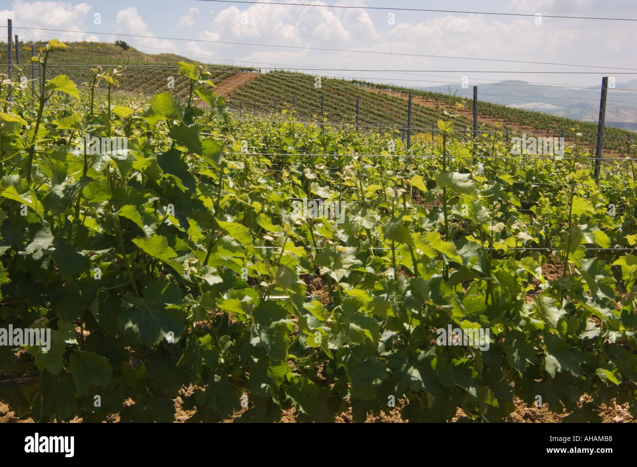Color horizontal image of a grape vines in a vineyard with a view of ...
