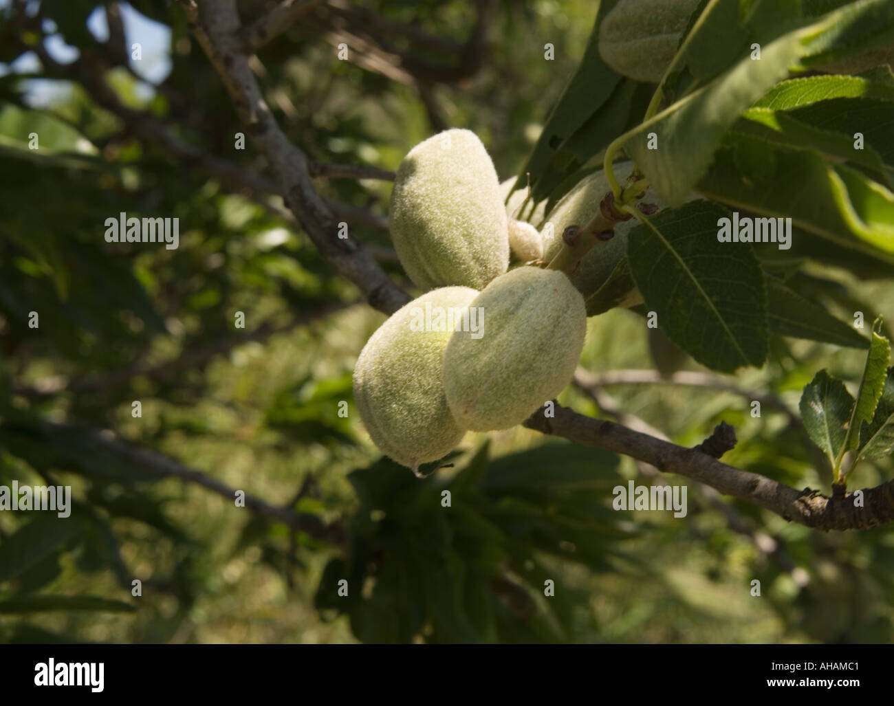Color horizontal image of detail of unripe green almond fruits on an ...