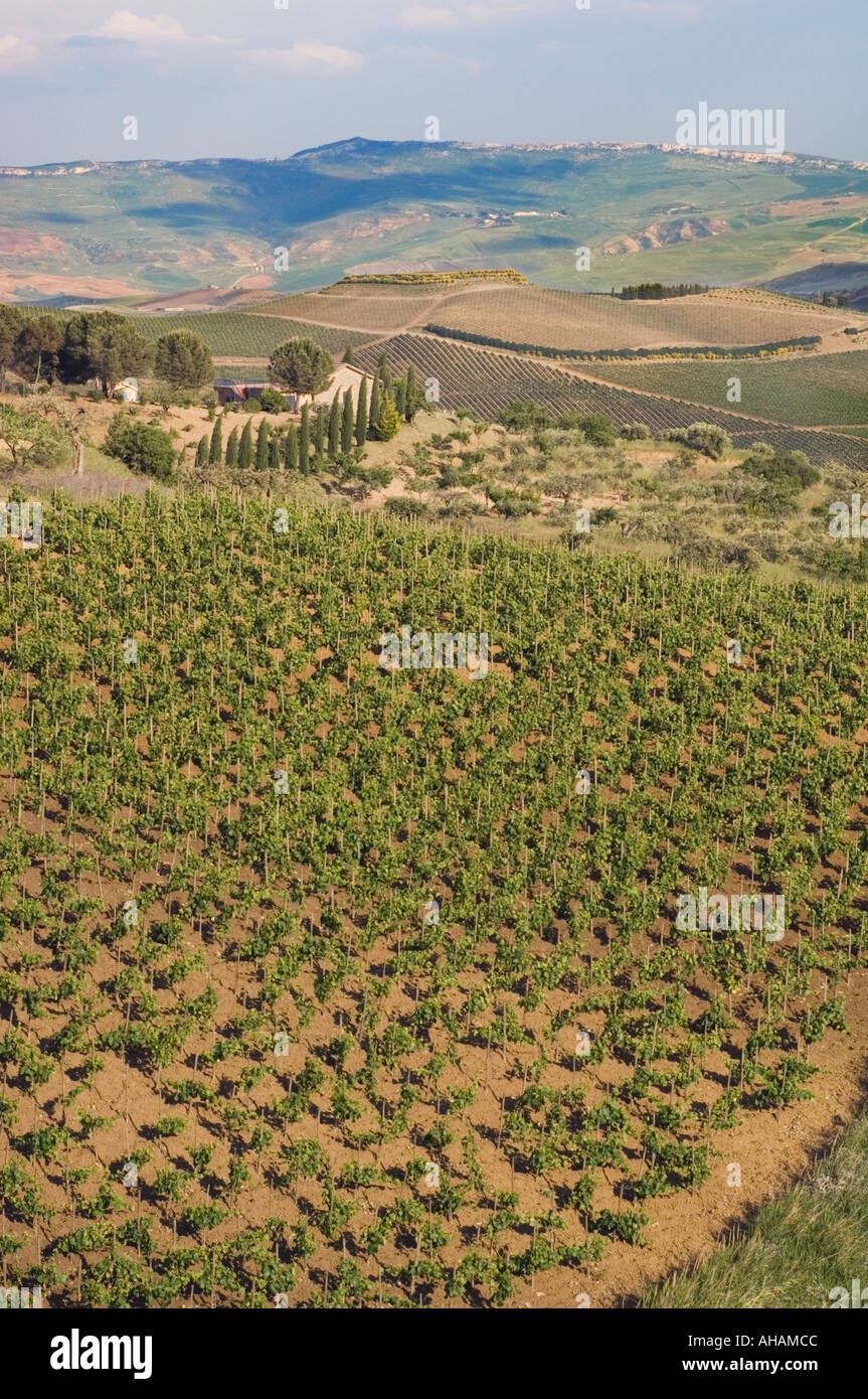Vertical view rows vines in hi-res stock photography and images - Alamy
