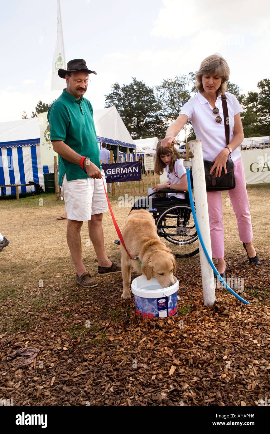 UK Hampshire Romsey Broadlands CLA Game Fair golden retriever drinking ...