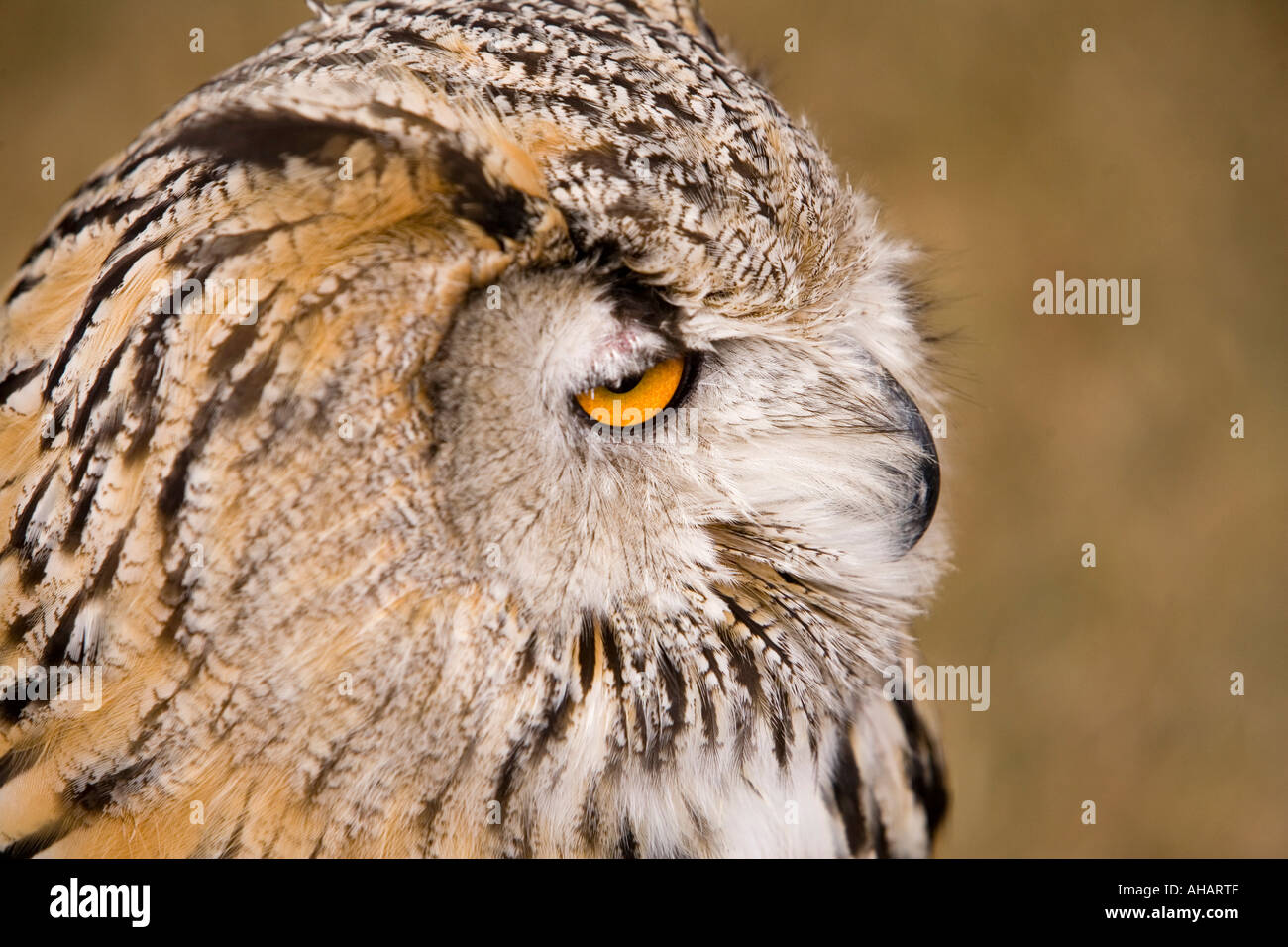 Lord romsey broadlands hi-res stock photography and images - Alamy