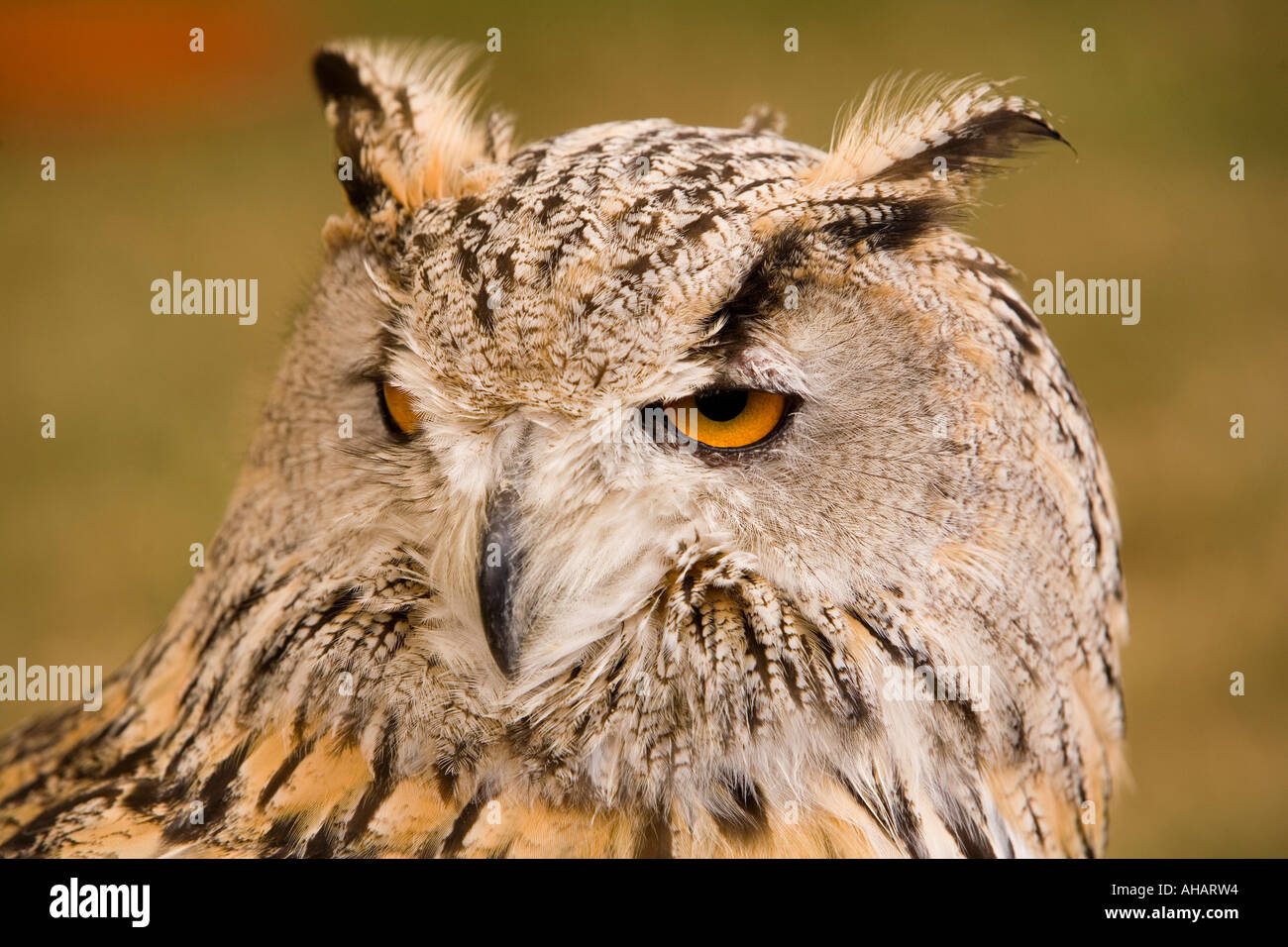 Lord romsey broadlands hi-res stock photography and images - Alamy