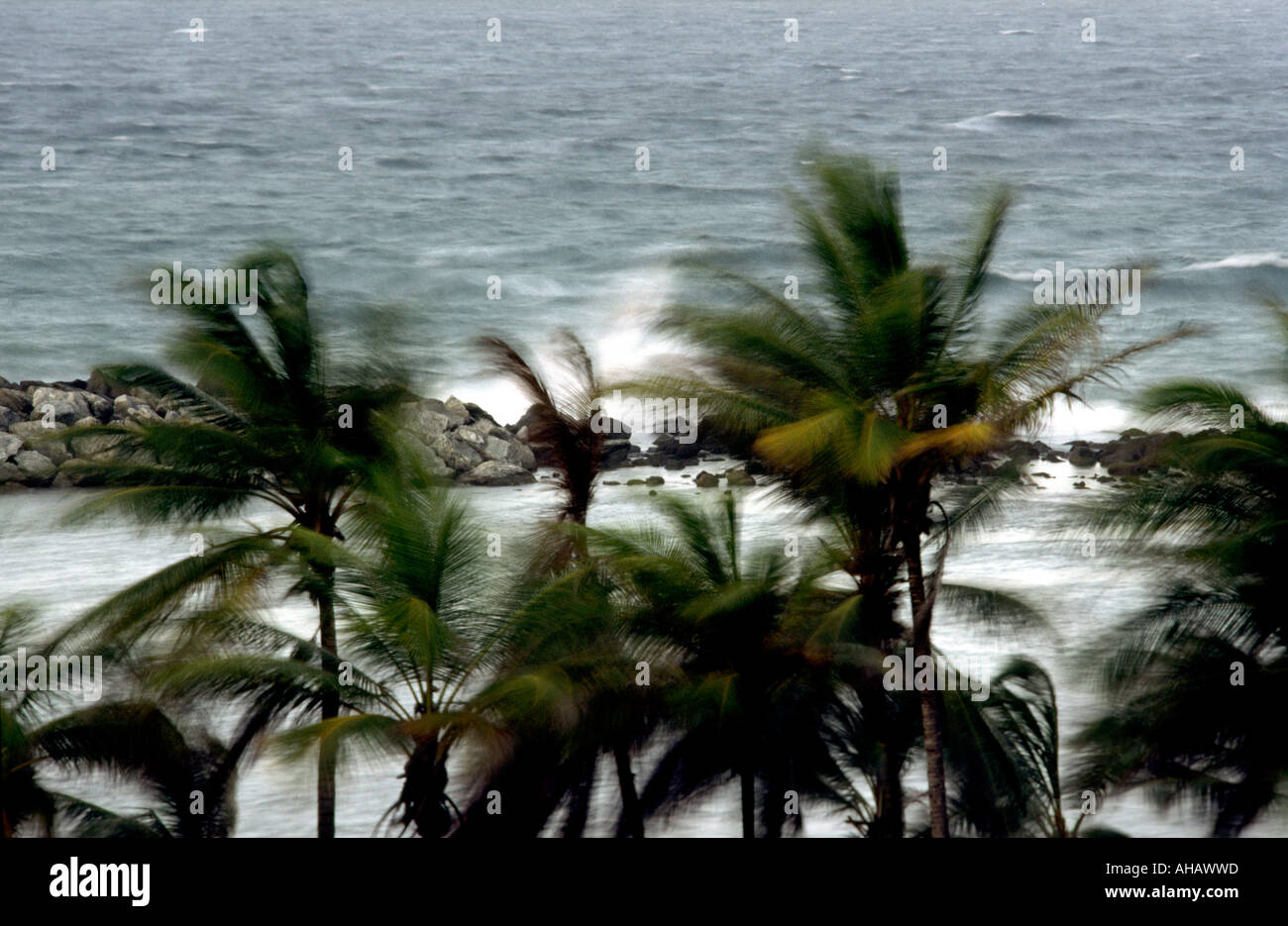 Venezuela Caribbean Coast tropical storm wind tree Stock Photo - Alamy