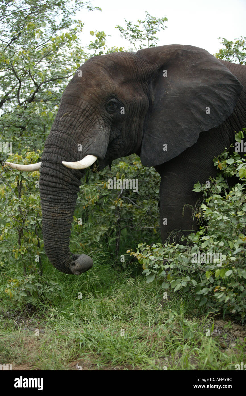 African bush elephant male hi-res stock photography and images - Alamy