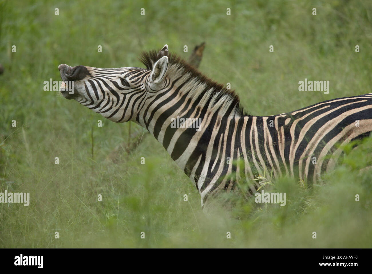 Falaza hi-res stock photography and images - Alamy