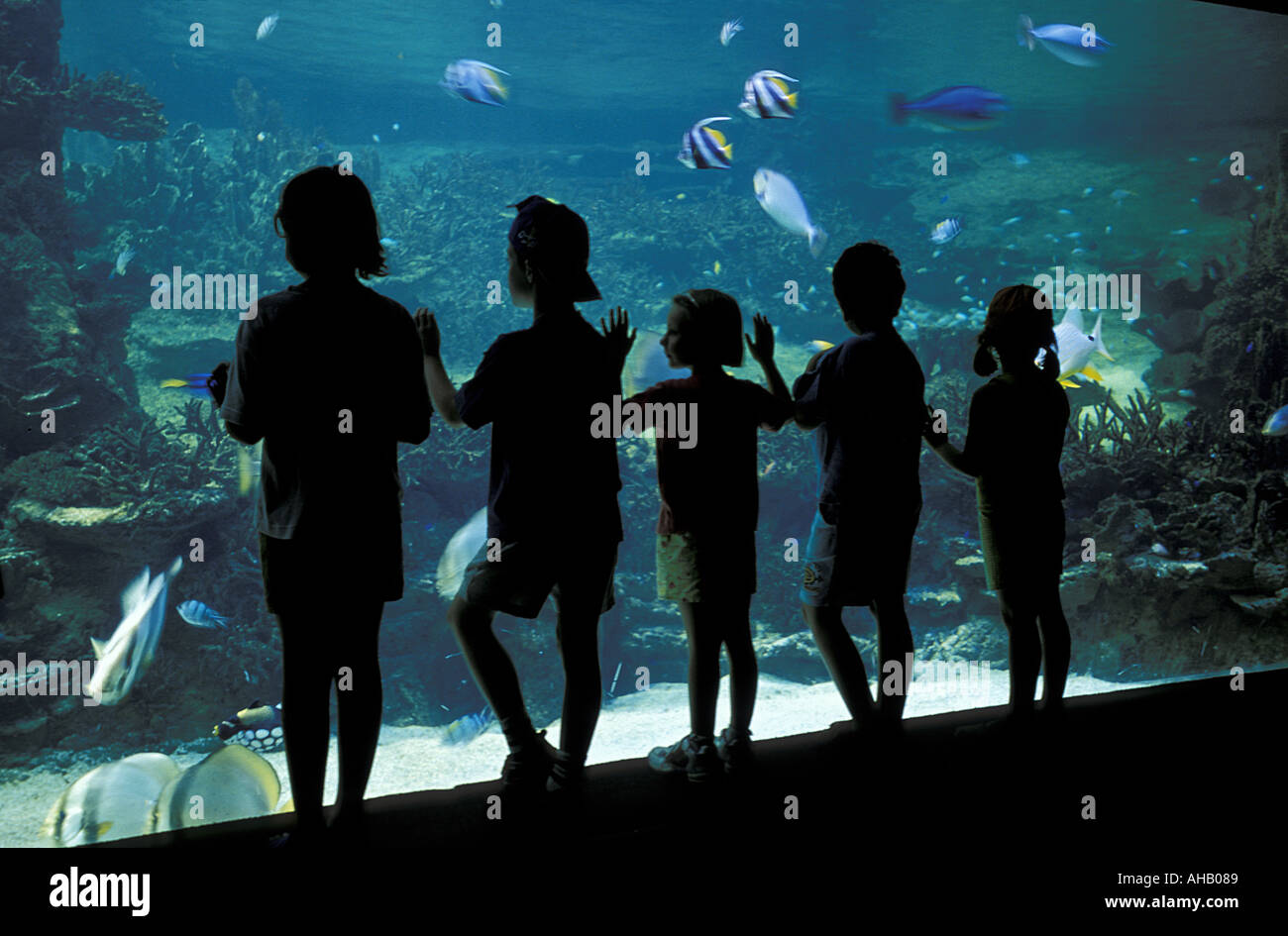 visitors in aquarium Stock Photo - Alamy