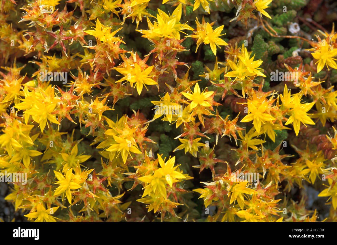 Biting flowers hi-res stock photography and images - Alamy