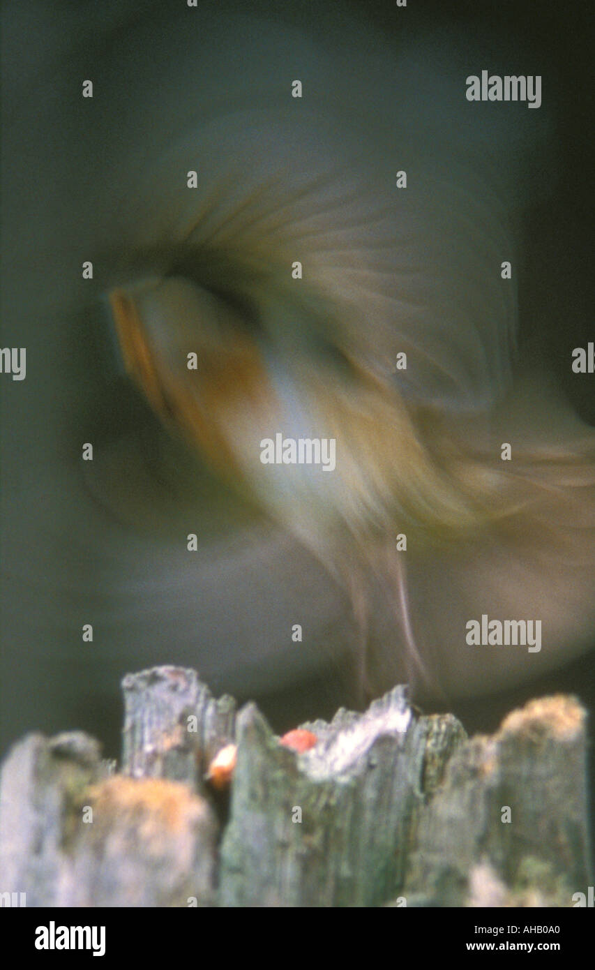 Robin in flight Stock Photo - Alamy