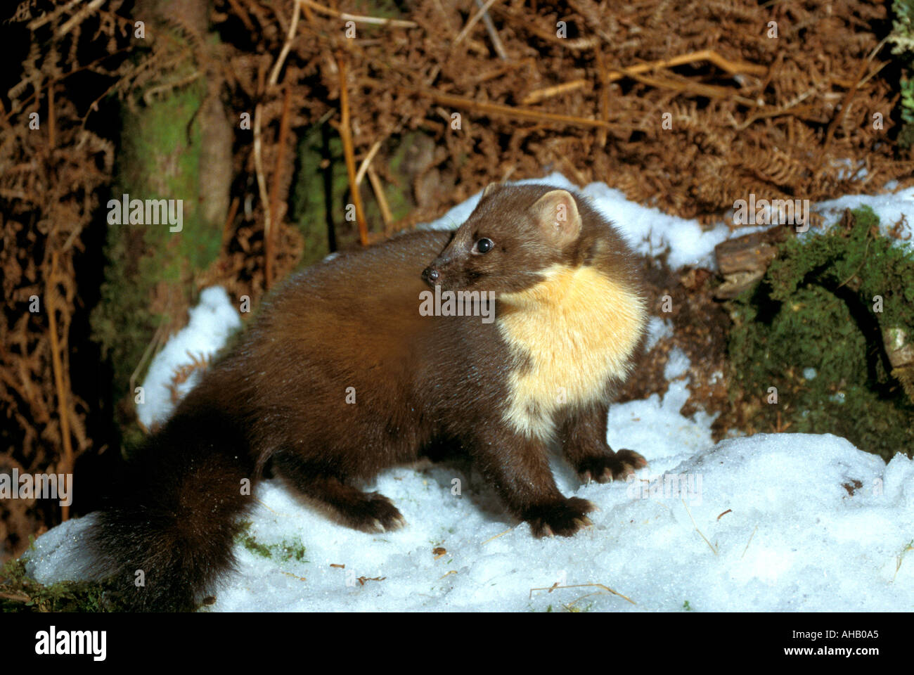Pine marten scotland snow hi-res stock photography and images - Alamy