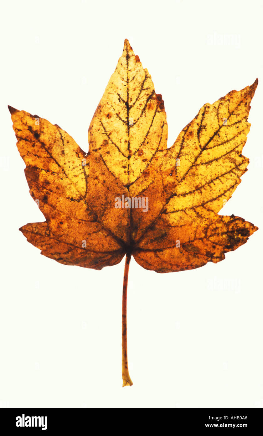 Dying sycamore tree hi-res stock photography and images - Alamy