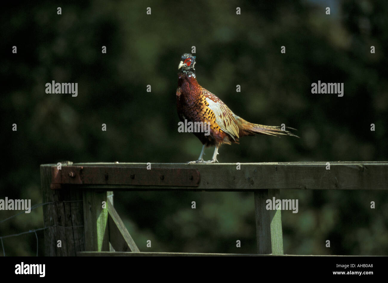 Pheasant On Gate High Resolution Stock Photography and Images - Alamy