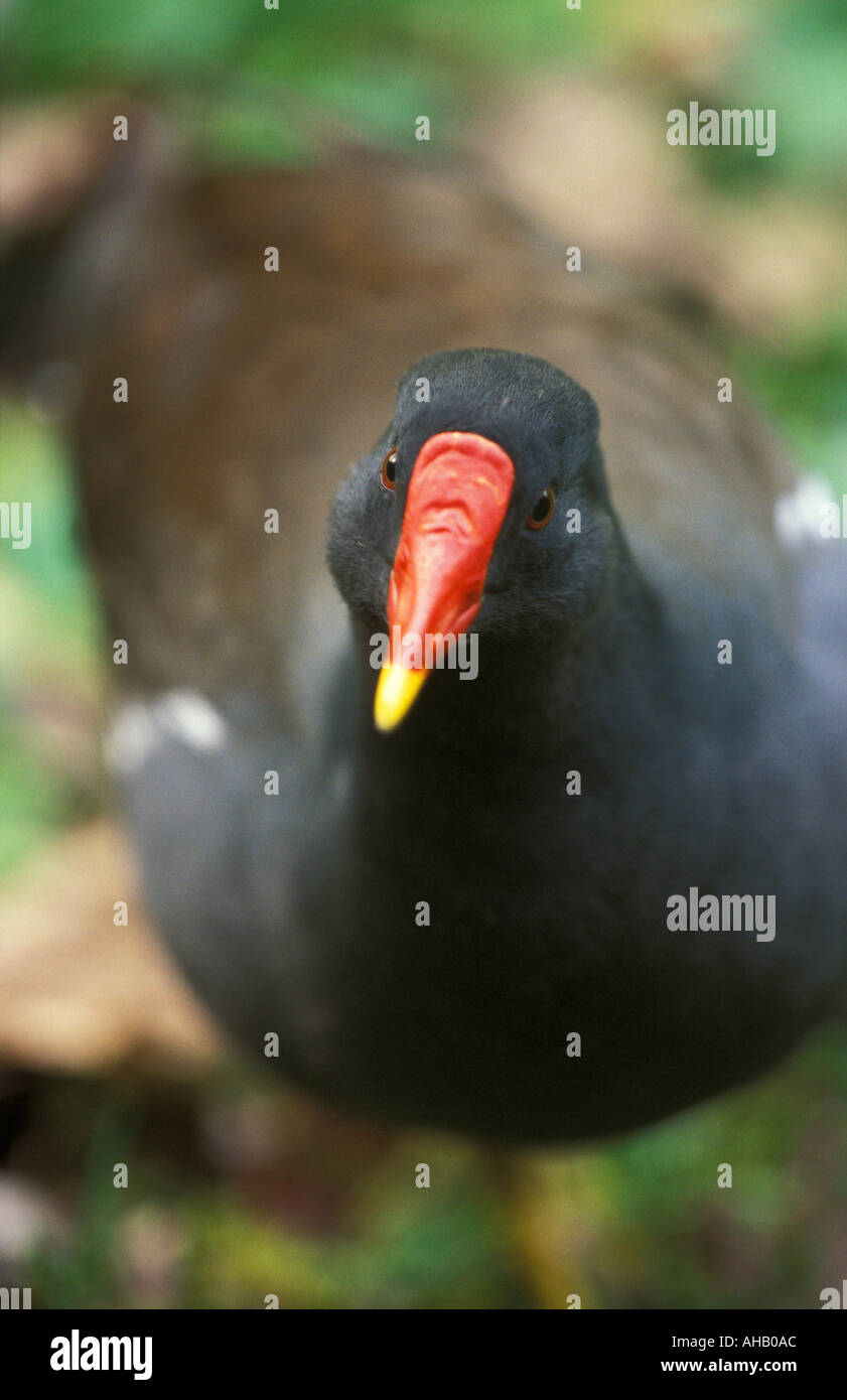 Moorhen warning hi-res stock photography and images - Alamy