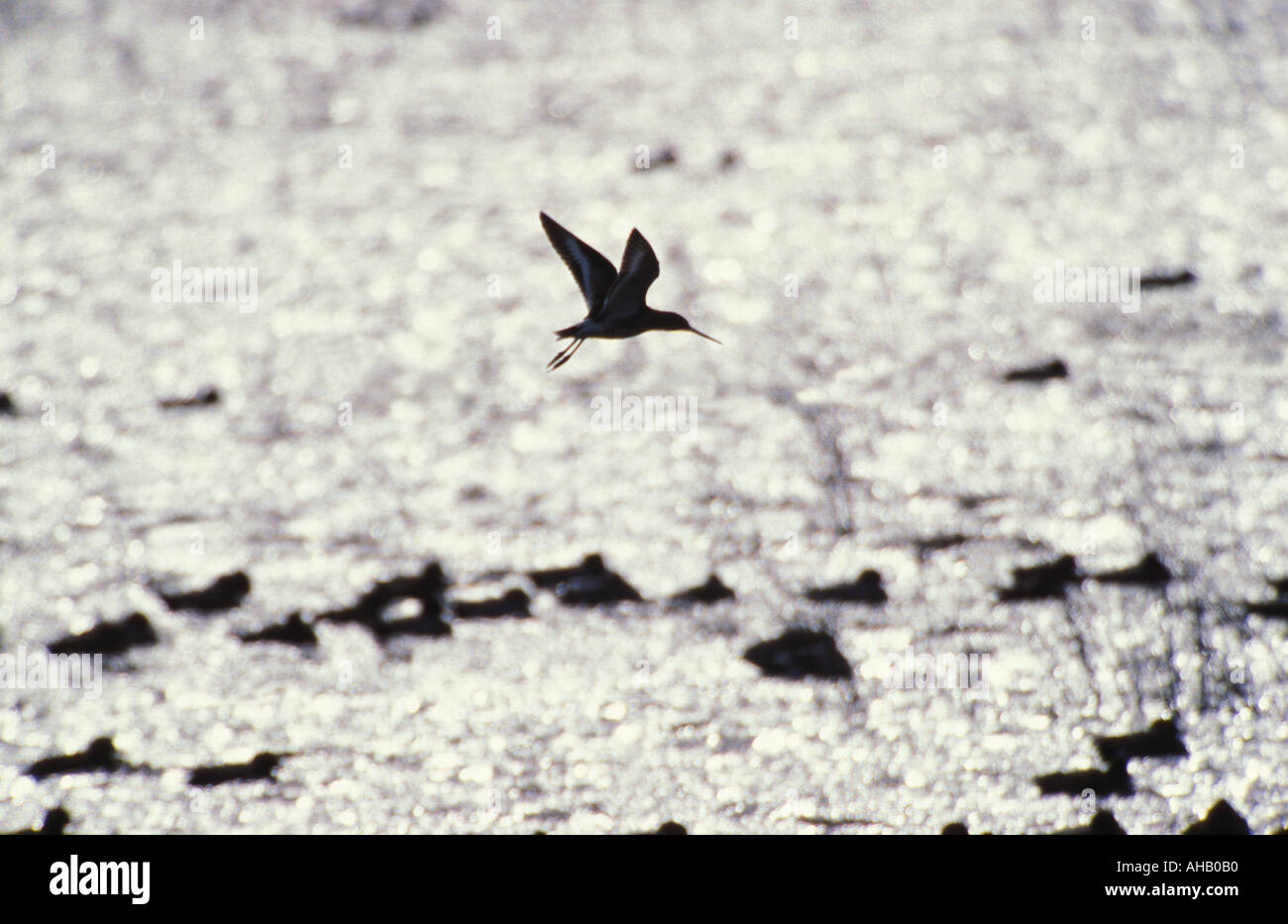 Bar tailed godwit in flight Stock Photo - Alamy