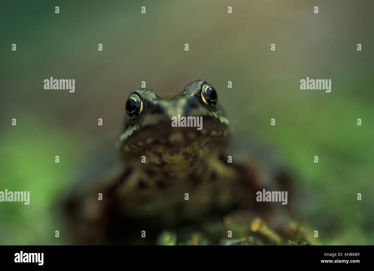 Hop frog hi-res stock photography and images - Alamy