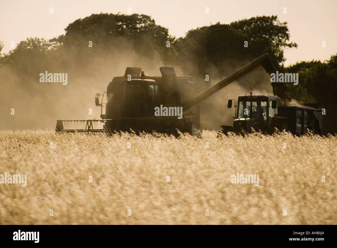 Combine harvester unloading grain Wiltshire England UK Stock Photo - Alamy