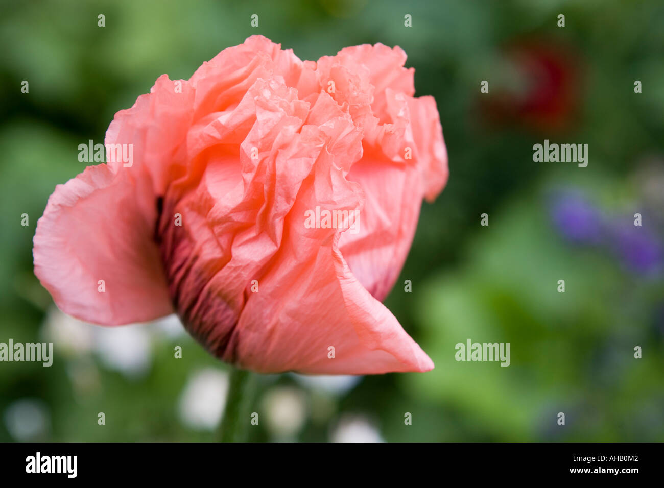 Opening head hi-res stock photography and images - Alamy