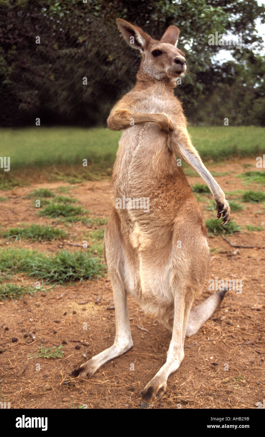 Grey Kangaroo having a scratch at Lone Pine Sanctuary Brisbane ...