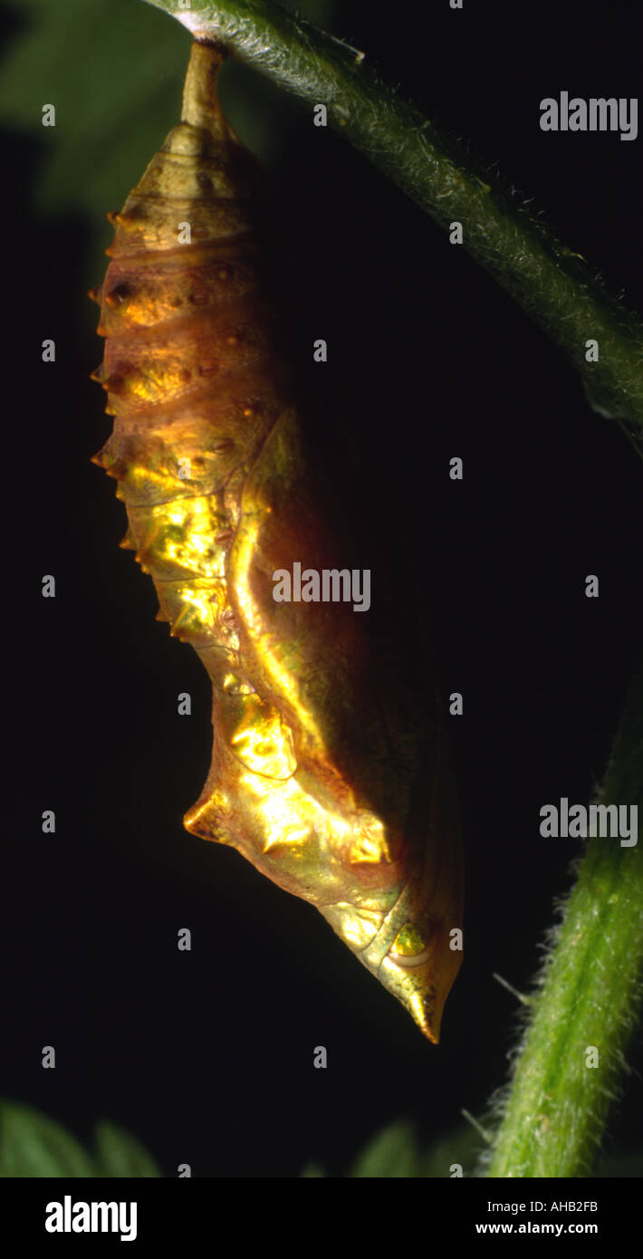Chrysalis gold hi-res stock photography and images - Alamy