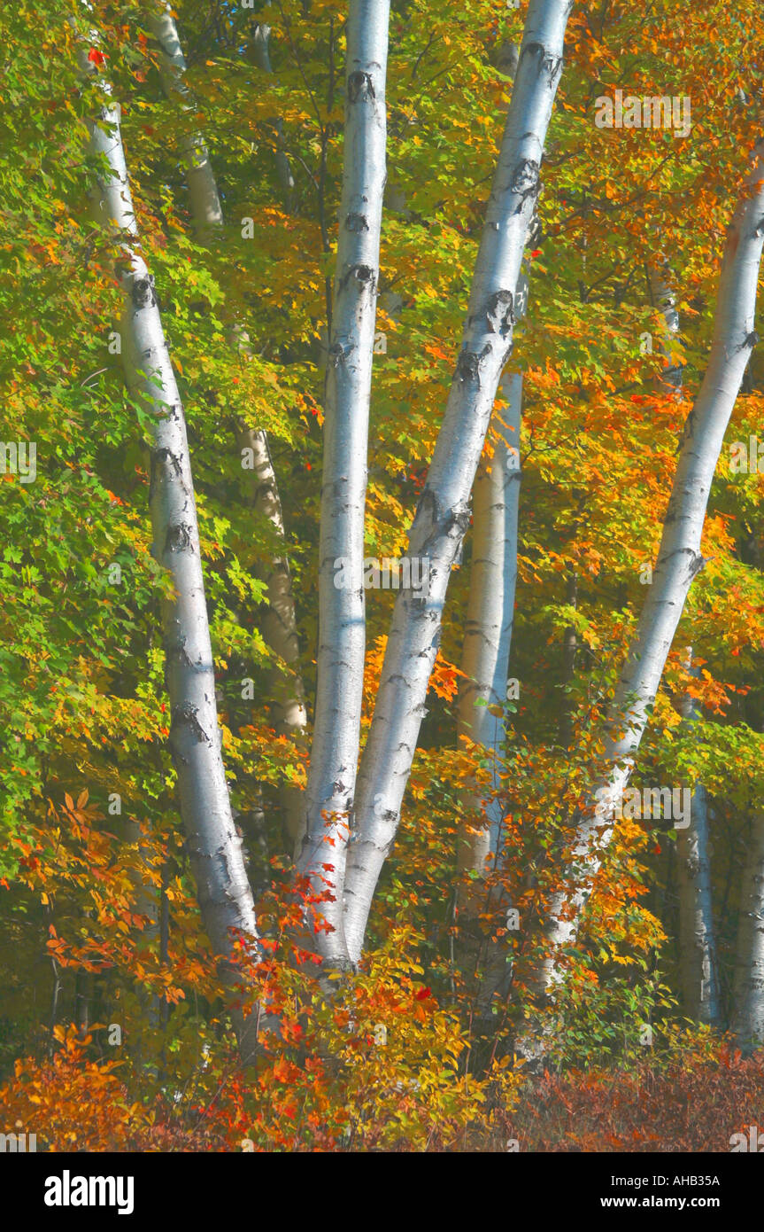 Birch trees contrast with fall colors in Door County Wisconsin USA ...