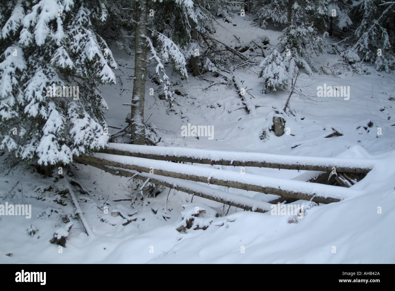 France Chabanon French Alps Tree Trunks And Fir Trees Under The Snow ...