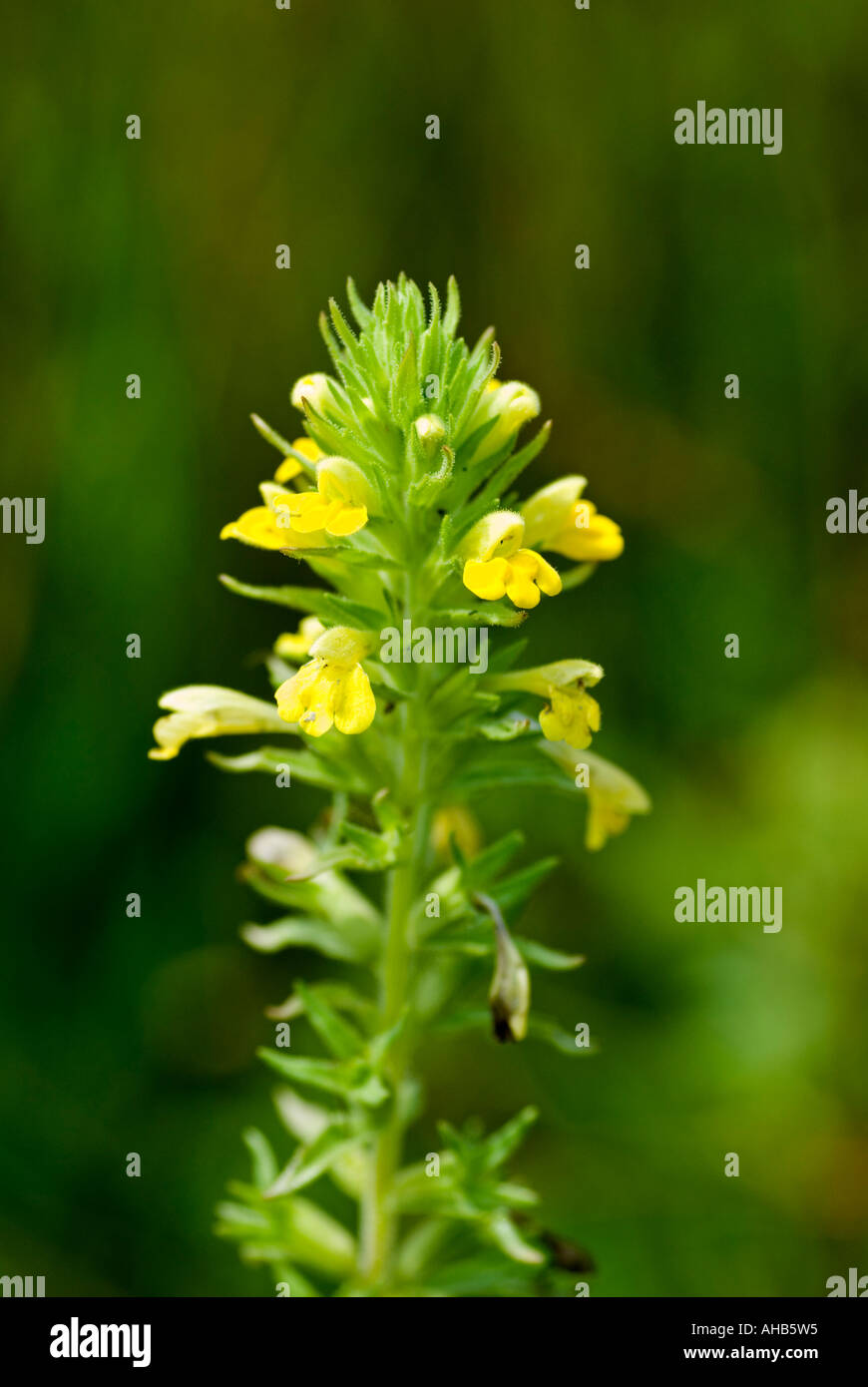 Yellow bartsia hi-res stock photography and images - Alamy