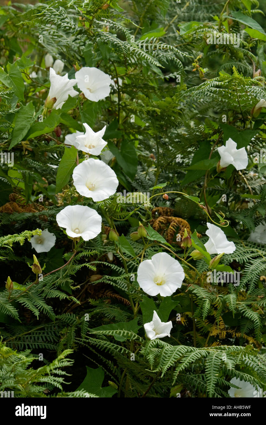 Bindweed hedge hi-res stock photography and images - Alamy