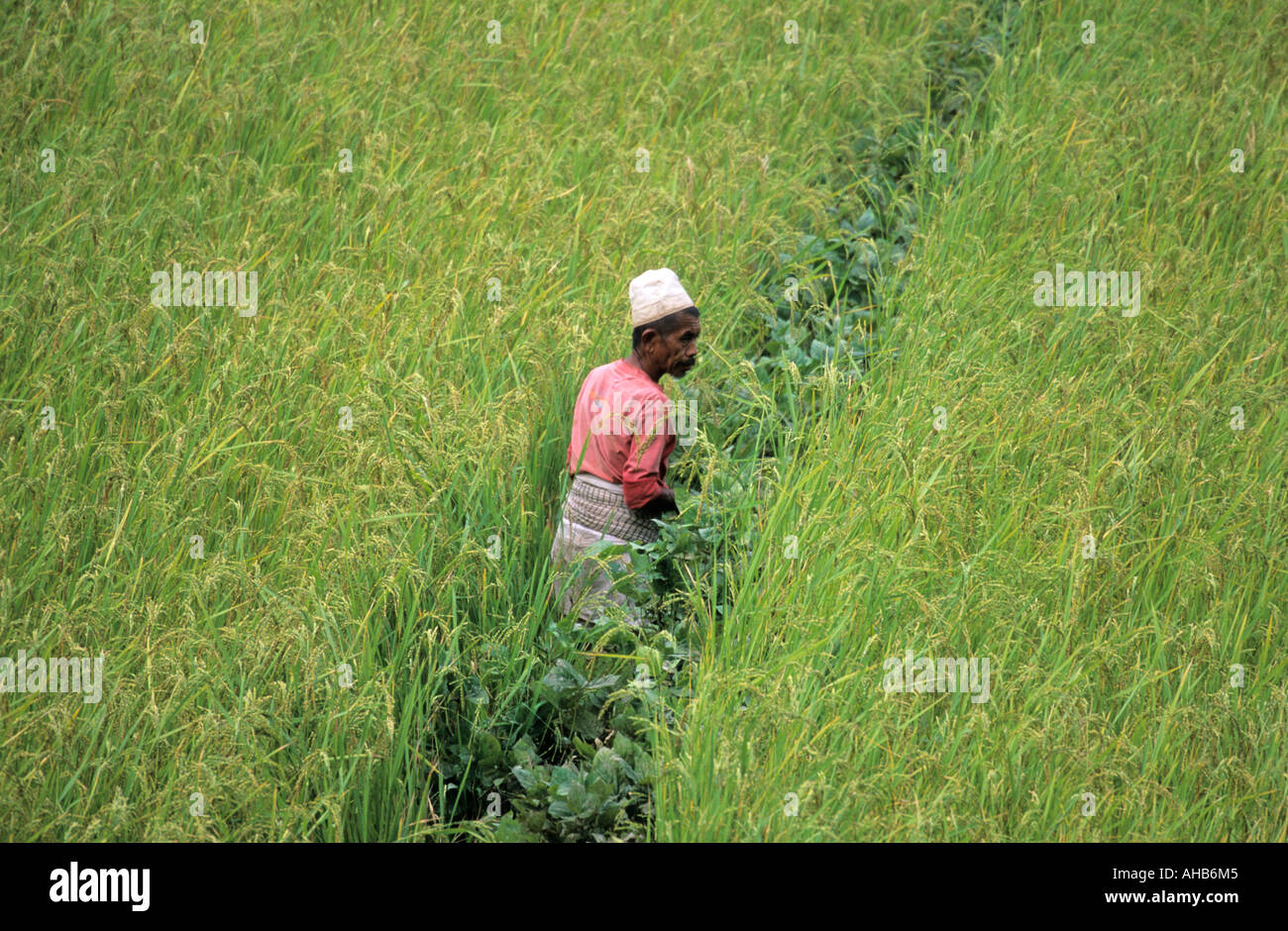 Nepali man in rice field close to Ngadi village Annapurna area Nepal ...