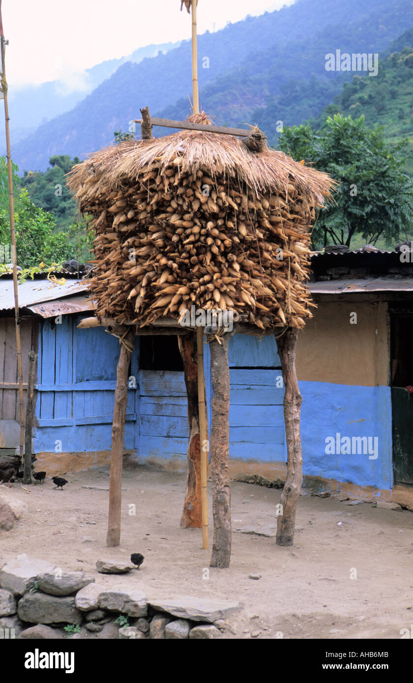 Maize stack in Ngadi surroundings Annapurna Conservation Area Nepal ...