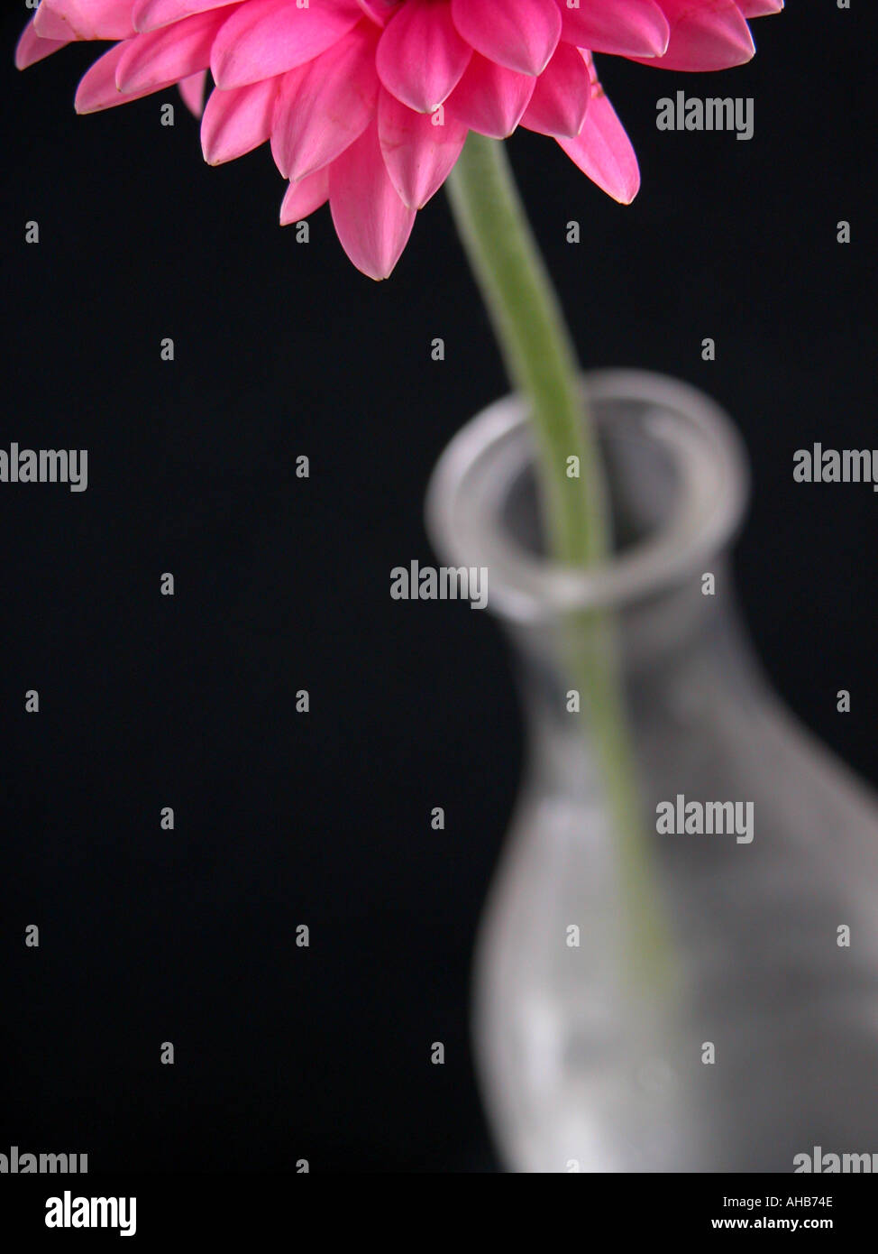 Flower pink background Cut Out Stock Images & Pictures - Alamy