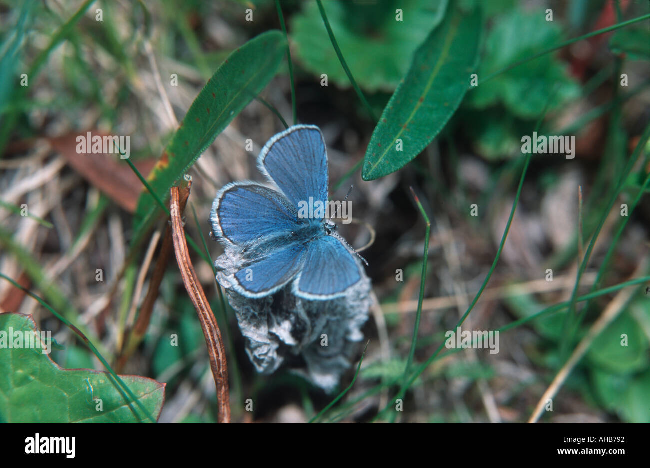 Blue Copper Butterfly (Lycaena heteronea), Muskwa Kechika wilderness of ...