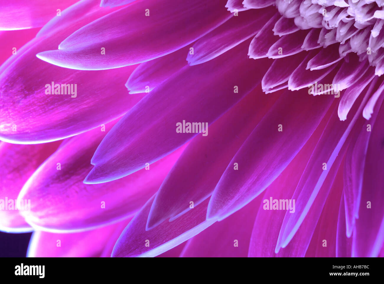 Purple Gerbera Daisy Flower Detail Stock Photo - Alamy