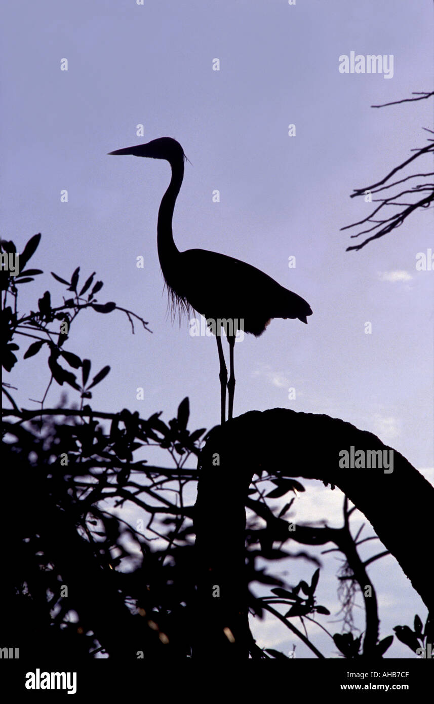 Egret shape hi-res stock photography and images - Alamy