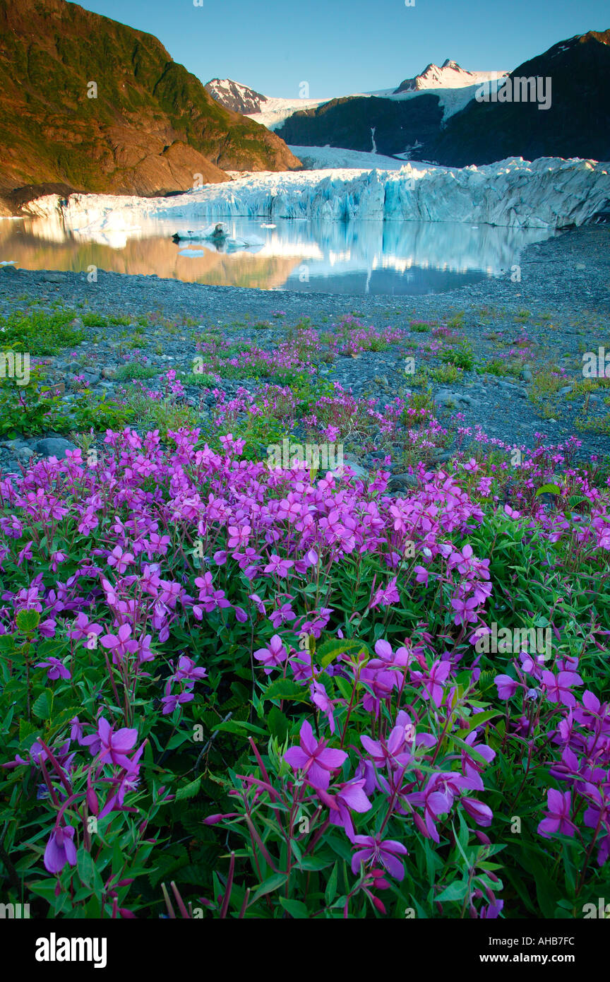 Dwarf Fireweed and Pedersen Glacier Aialik Bay Kenai Fjords National ...
