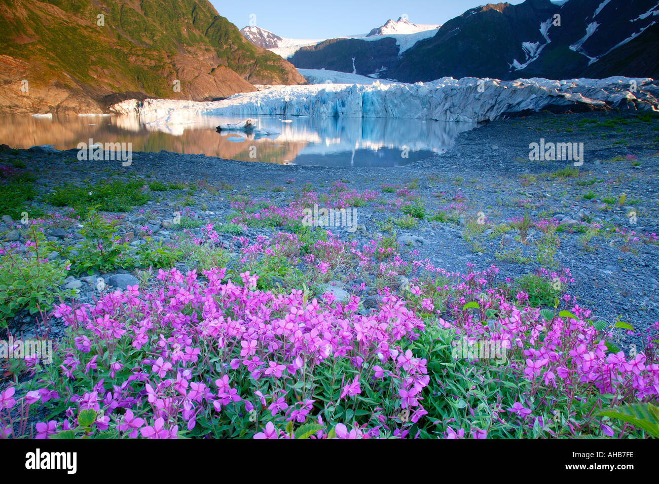 Dwarf Fireweed and Pedersen Glacier Aialik Bay Kenai Fjords National ...