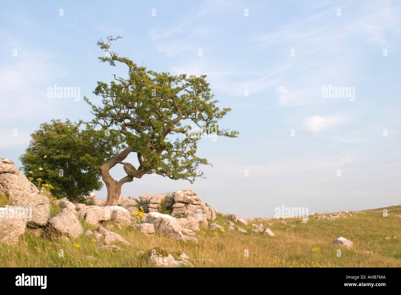 Grassington Moor area above Grassington Yorkshire Dales Stock Photo - Alamy