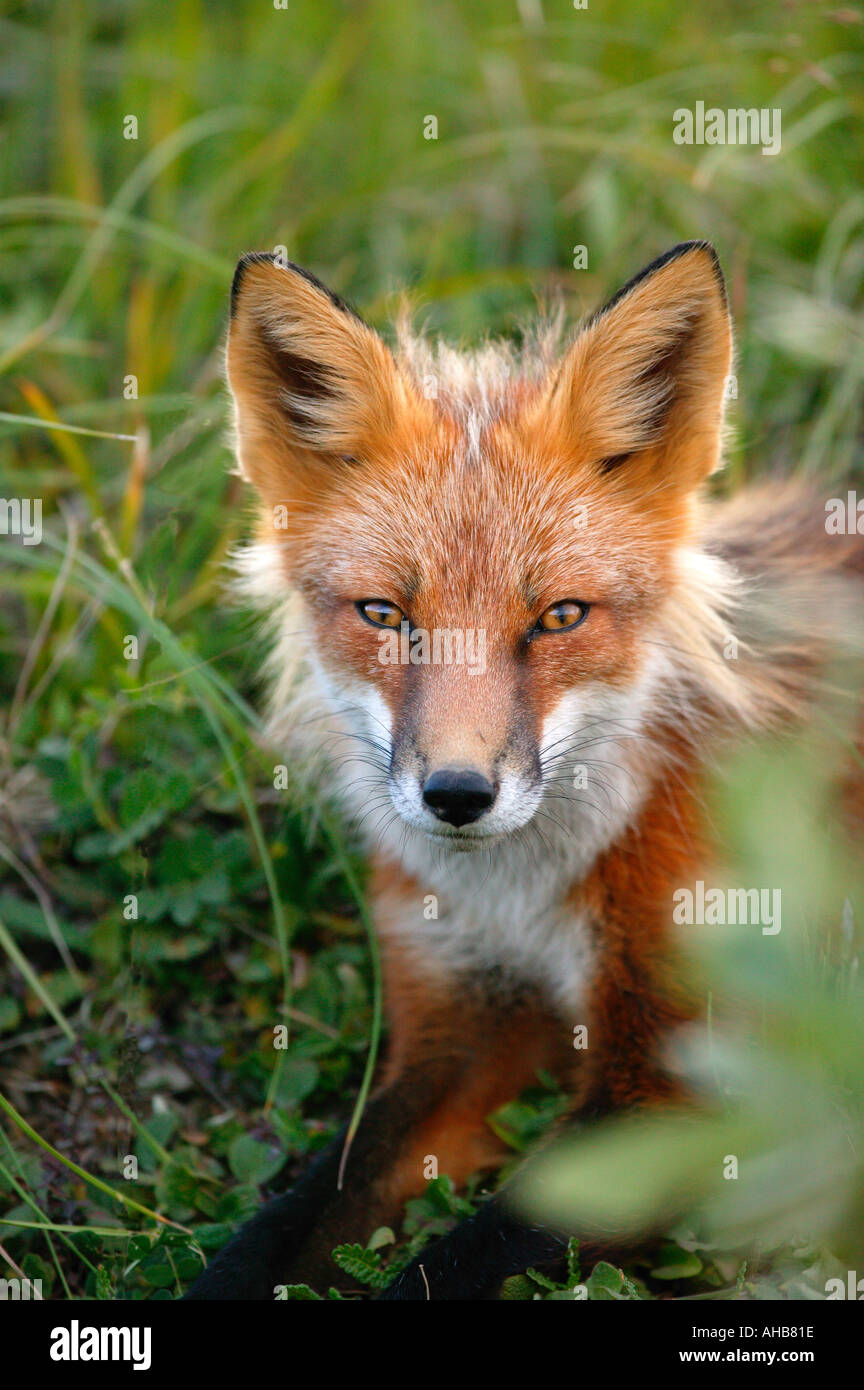 Red Fox Denali National Park Alaska Stock Photo - Alamy