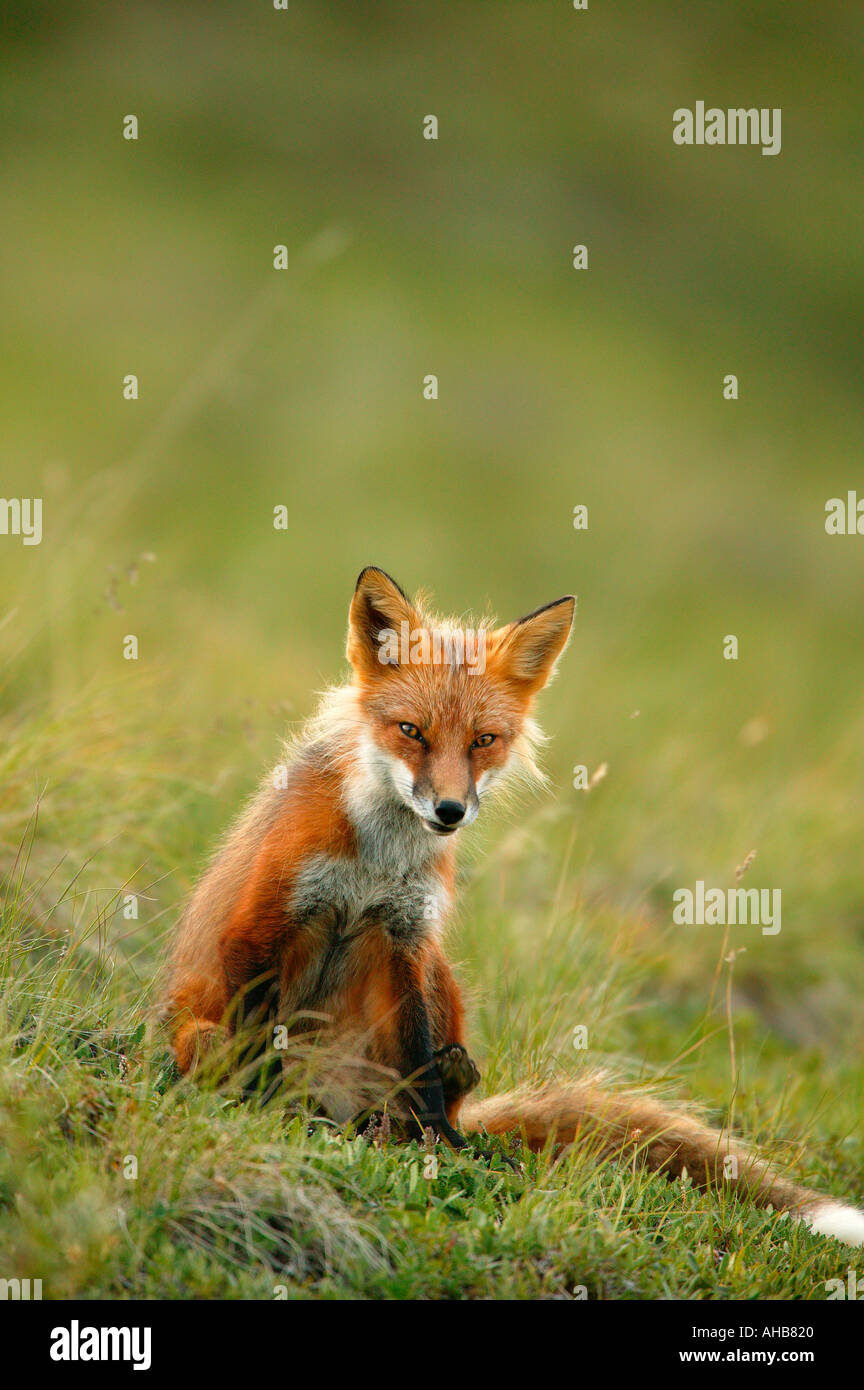 Red Fox Denali National Park Alaska Stock Photo - Alamy