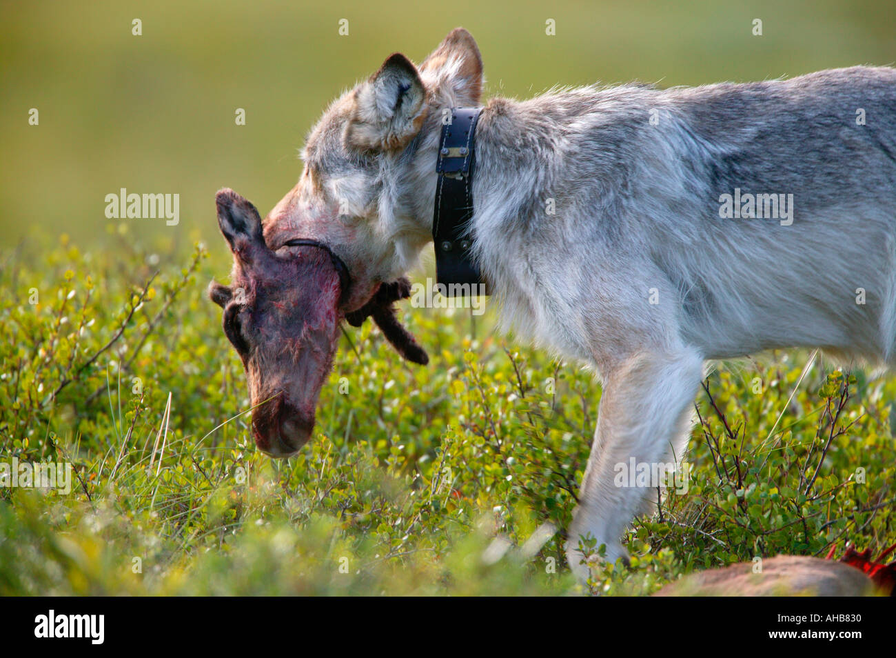 Wolf Caribou High Resolution Stock Photography and Images - Alamy