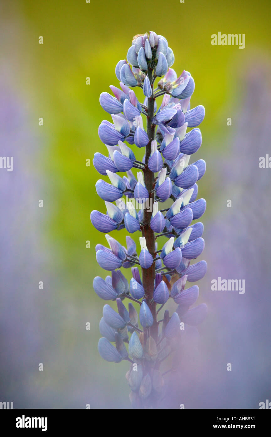 Nootka Lupine Seward Alaska Stock Photo - Alamy