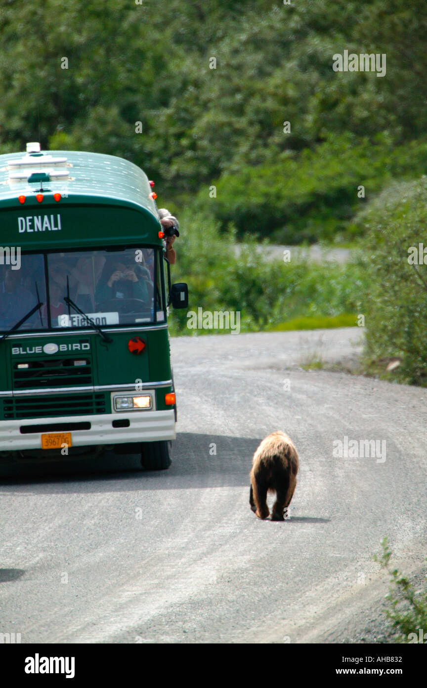 Alaska denali np tour bus hi-res stock photography and images - Alamy