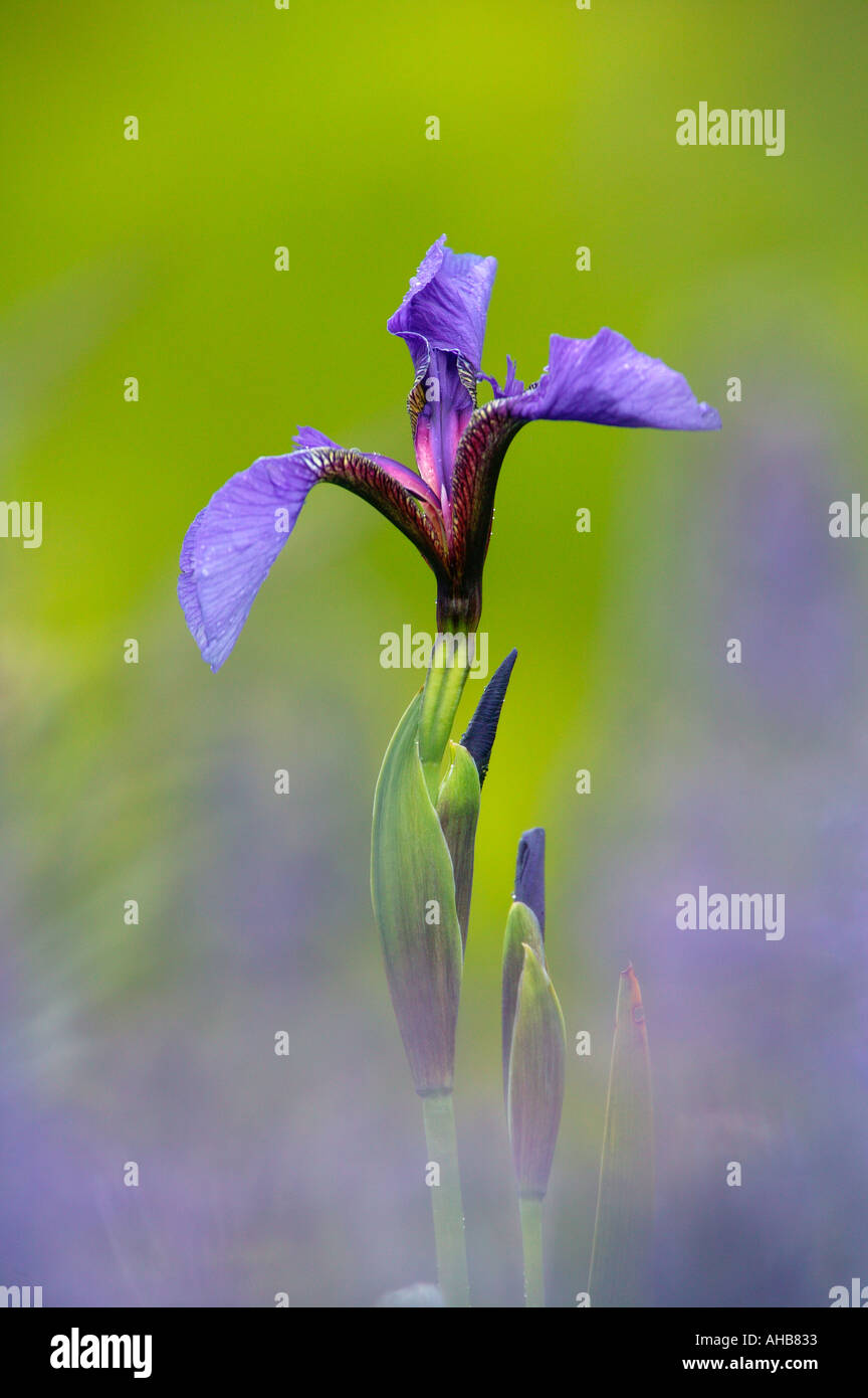Iris setosa alaska hi-res stock photography and images - Alamy