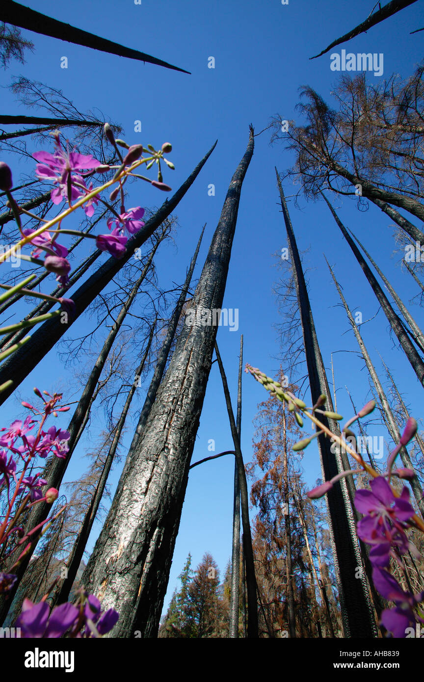 Alaska forest regrowth hi-res stock photography and images - Alamy