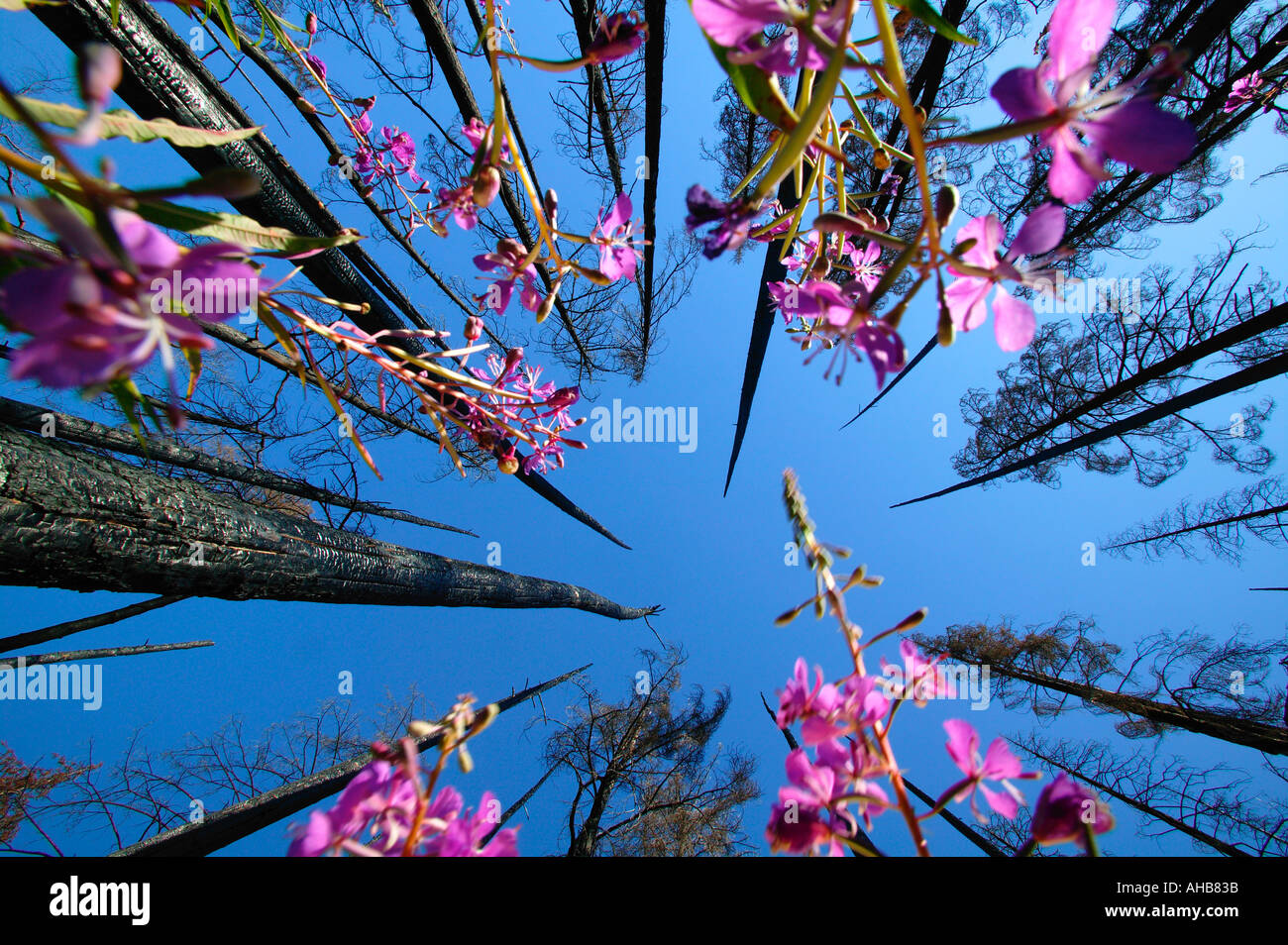Wild flowers after forest fire High Resolution Stock Photography and ...