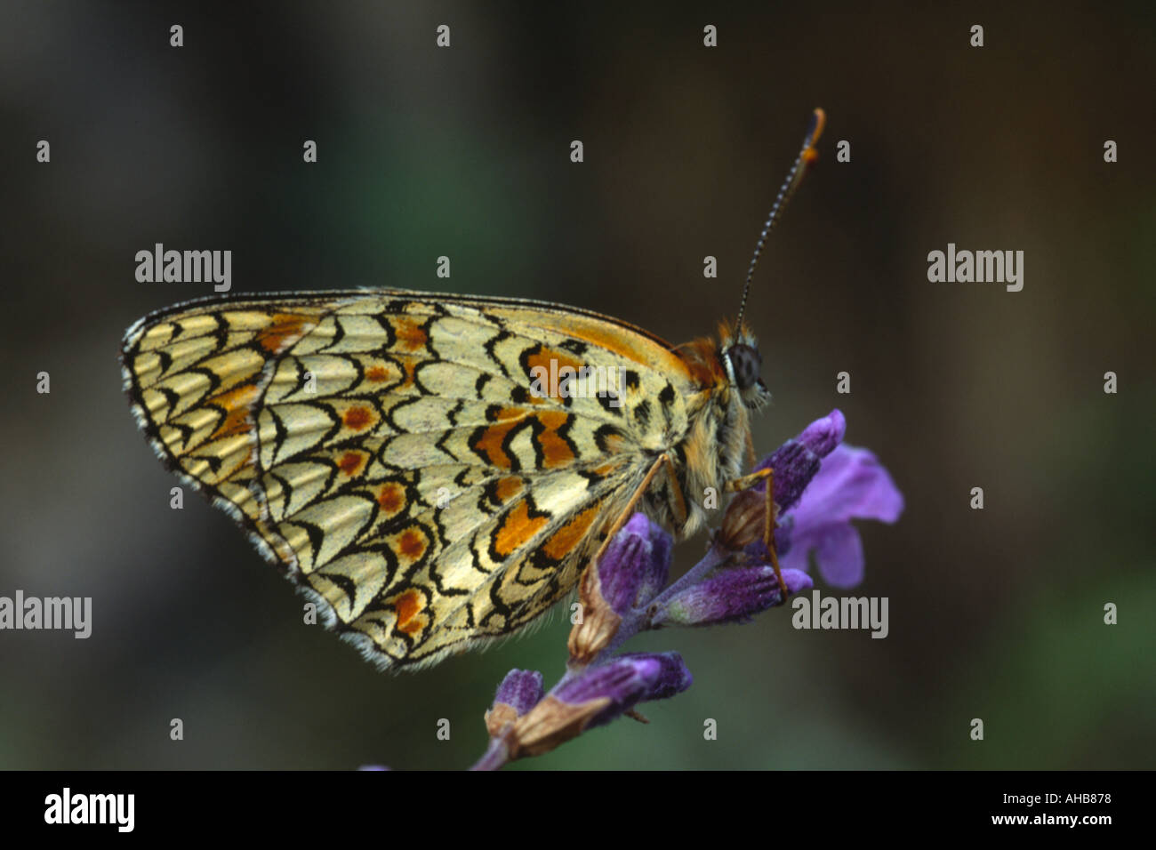 Knapweed fritillary melitaea phoebe butterfly Stock Photo - Alamy