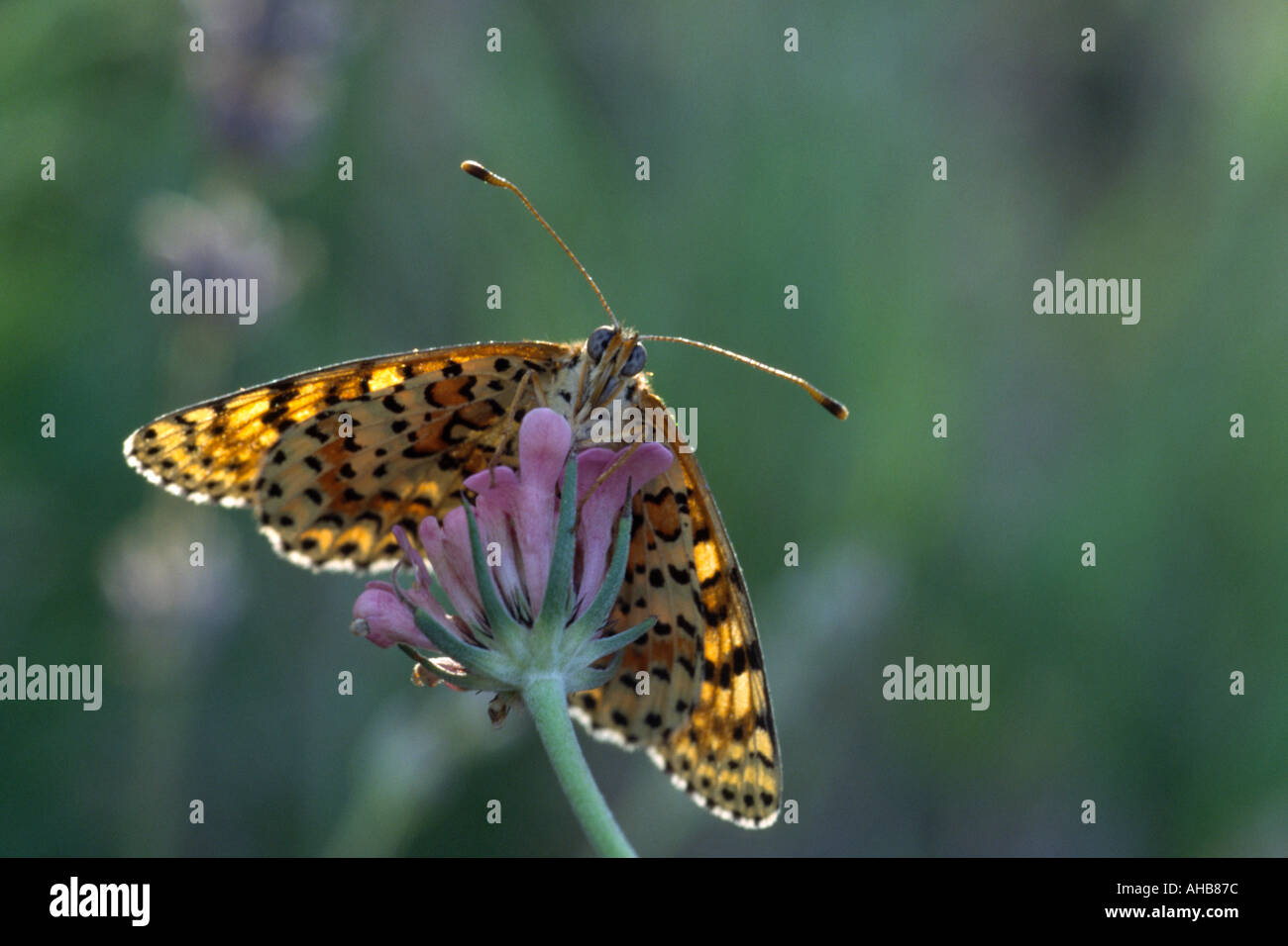 Lesser Spotted Fritillary melitaea trivia butterfly Stock Photo - Alamy
