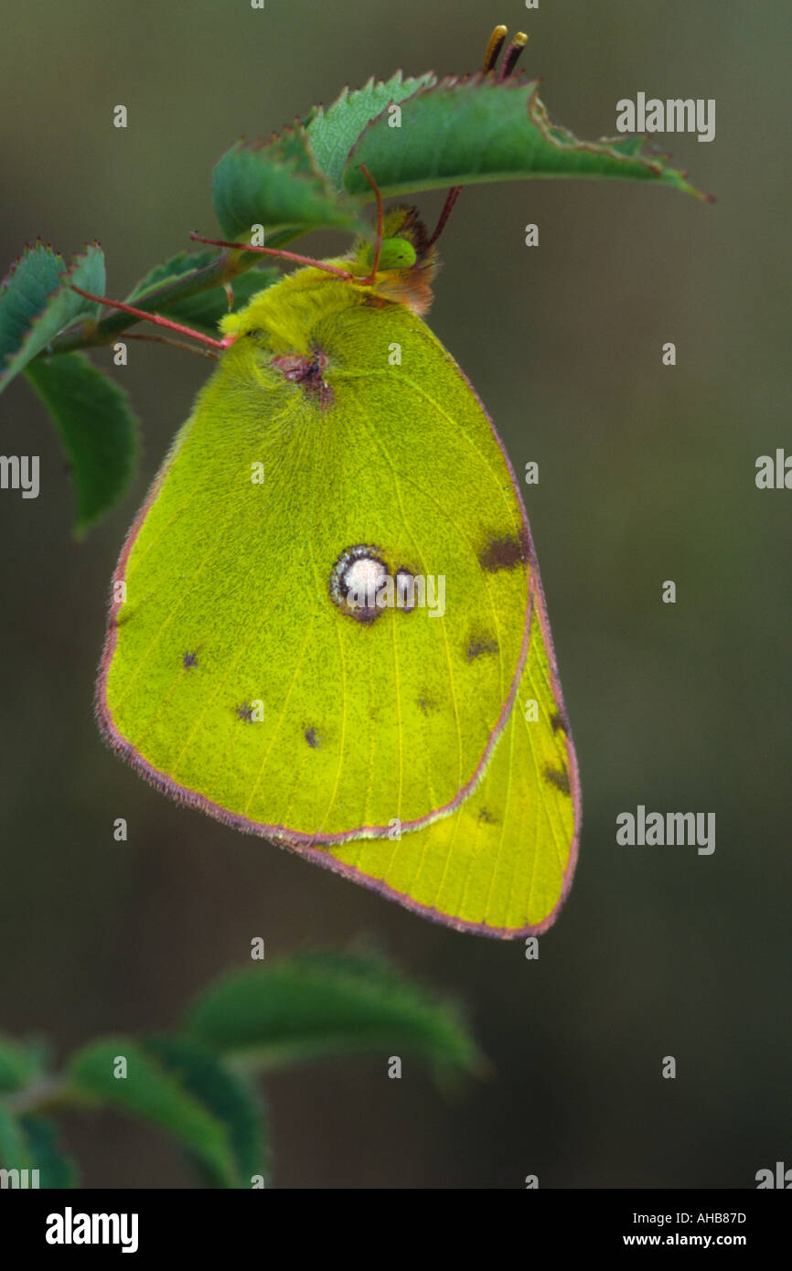 Clouded yellow butterfly colias crocea Stock Photo - Alamy