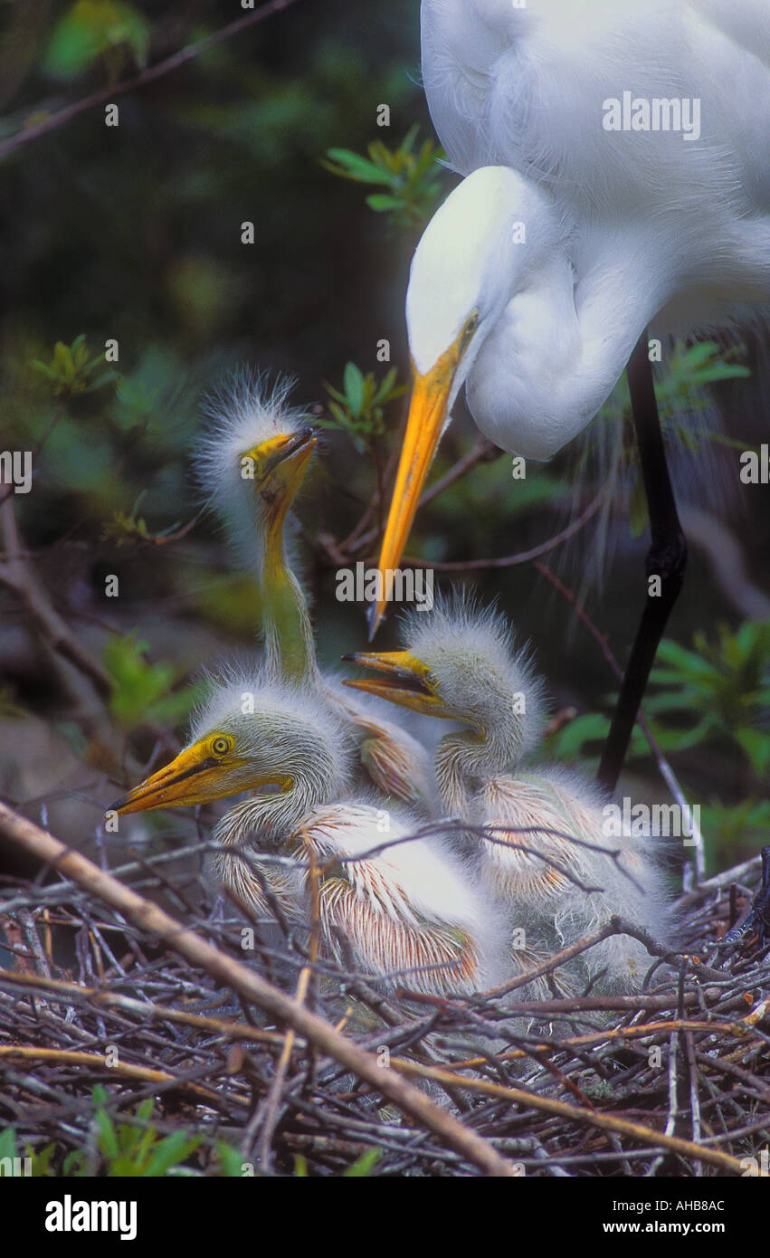Great White Egret tending chicks in their nest near Venice Florida USA ...